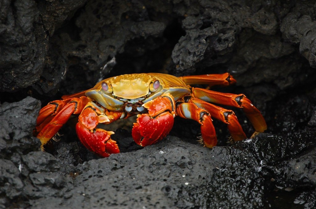 Why does the Bible say not to eat Shellfish? – Adherent Apologetics